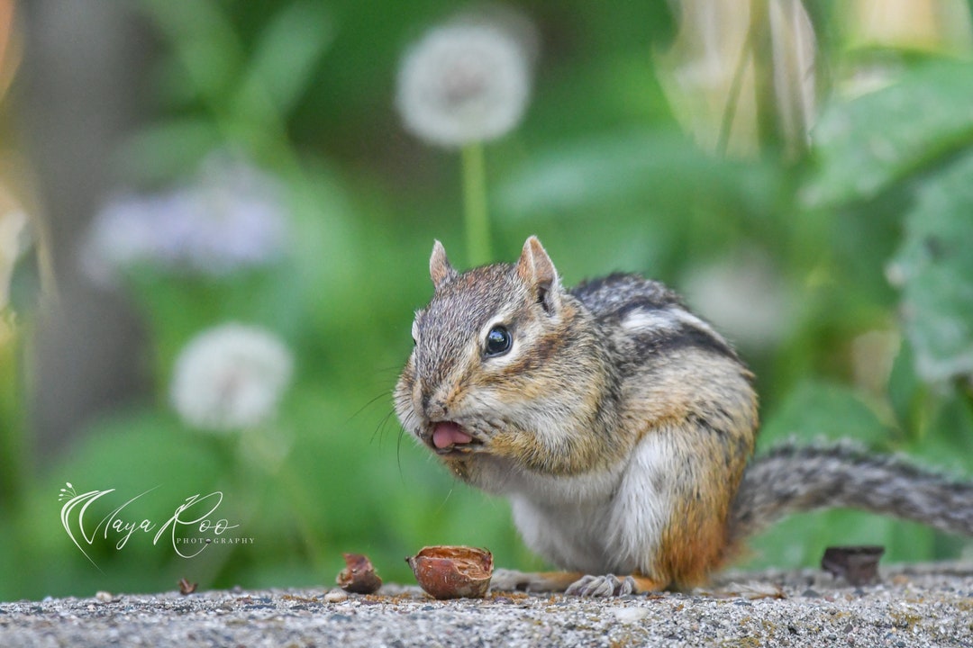 Chipmunk Having Dinner, Chipmunk Image for Wall Decor, Squirrel Images ...