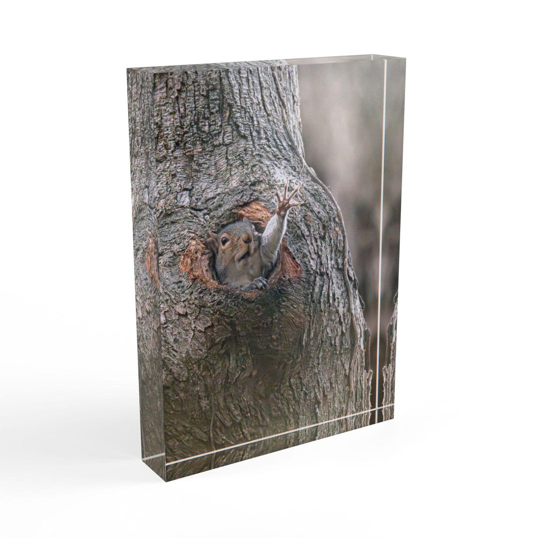 Squirrel Waving Acrylic Photo Block: Wildlife Decor - Etsy