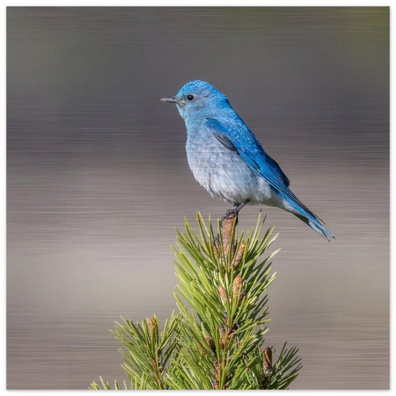 Metal Wall Art, Metal Wall Decor, Mountain Blue Bird Brushed Aluminum ...