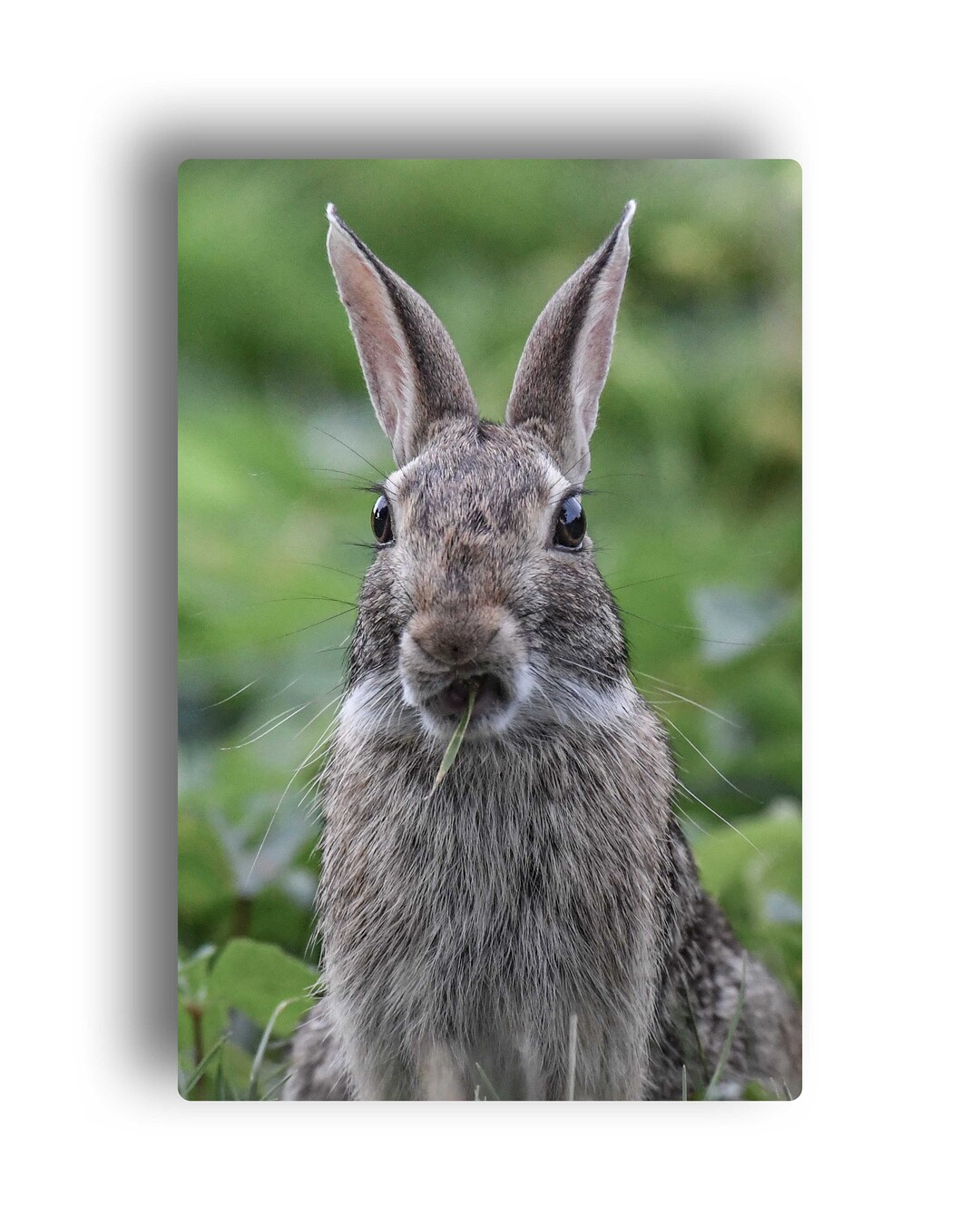 Funny Bunny Photo Metal Print With Mount. Rabbit Close Up, Wildlife ...