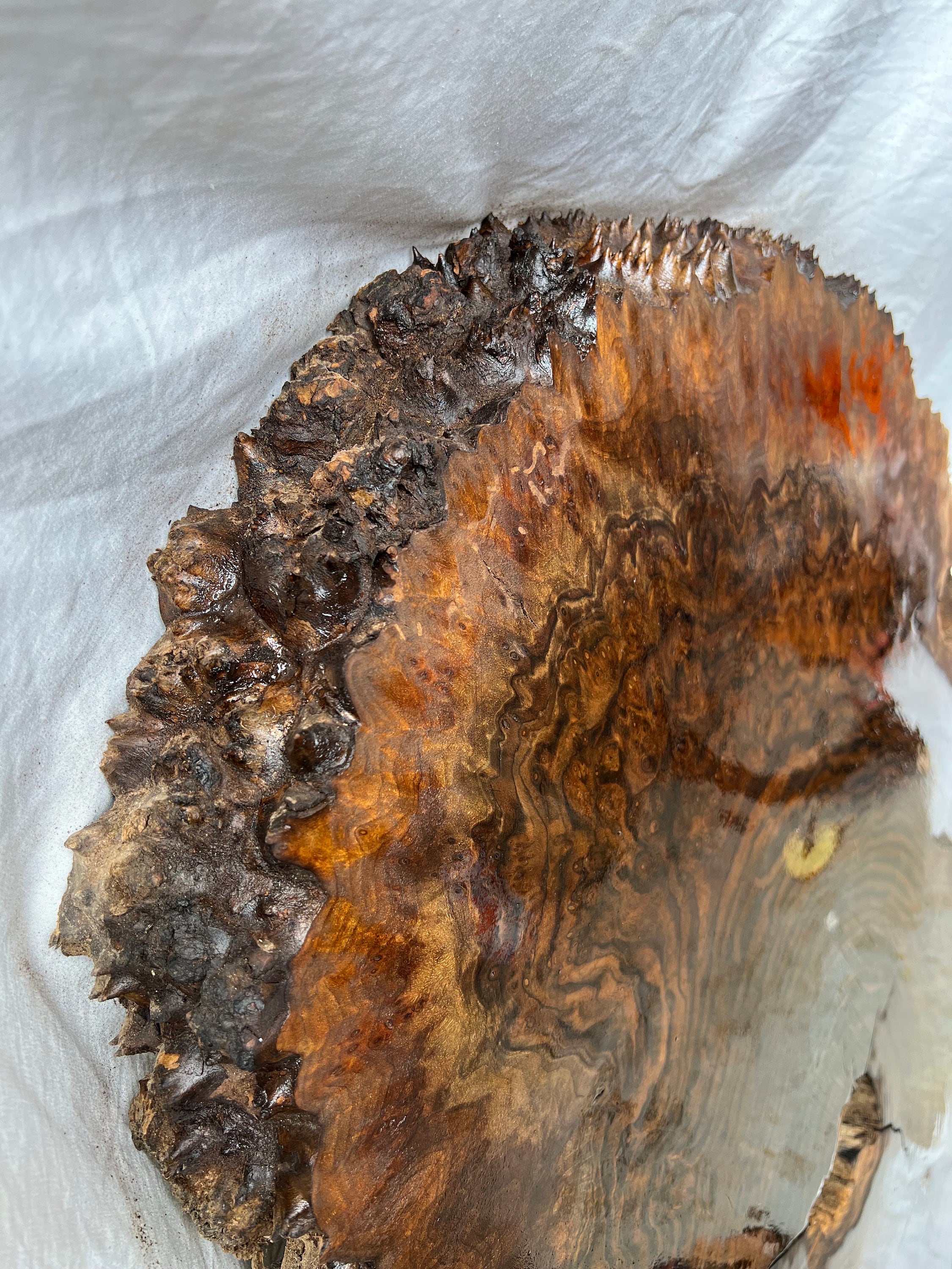 Claro Walnut Burl Cookie Slab 52 Inches - Etsy