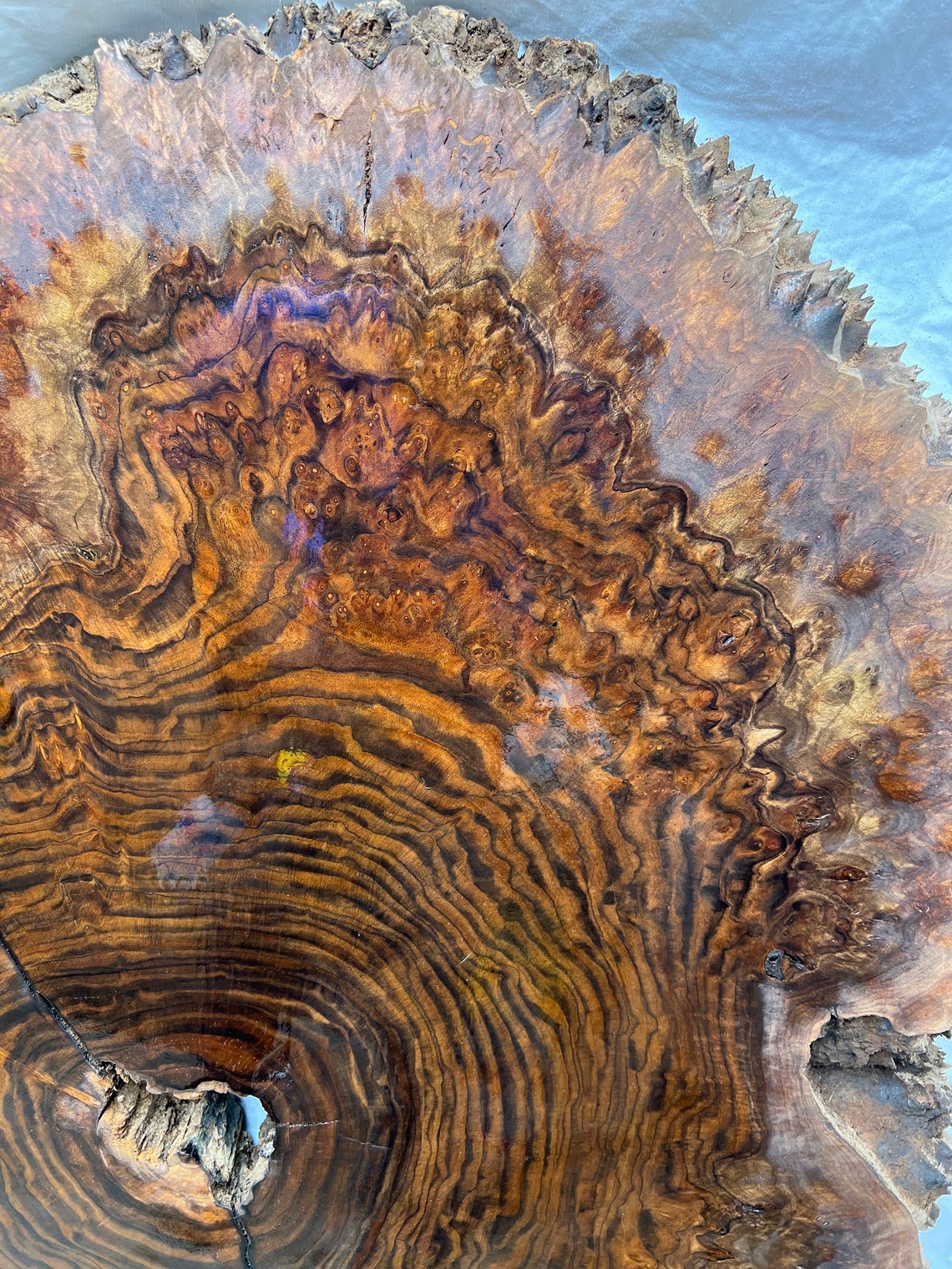 Claro Walnut Burl Cookie Slab 52 Inches - Etsy