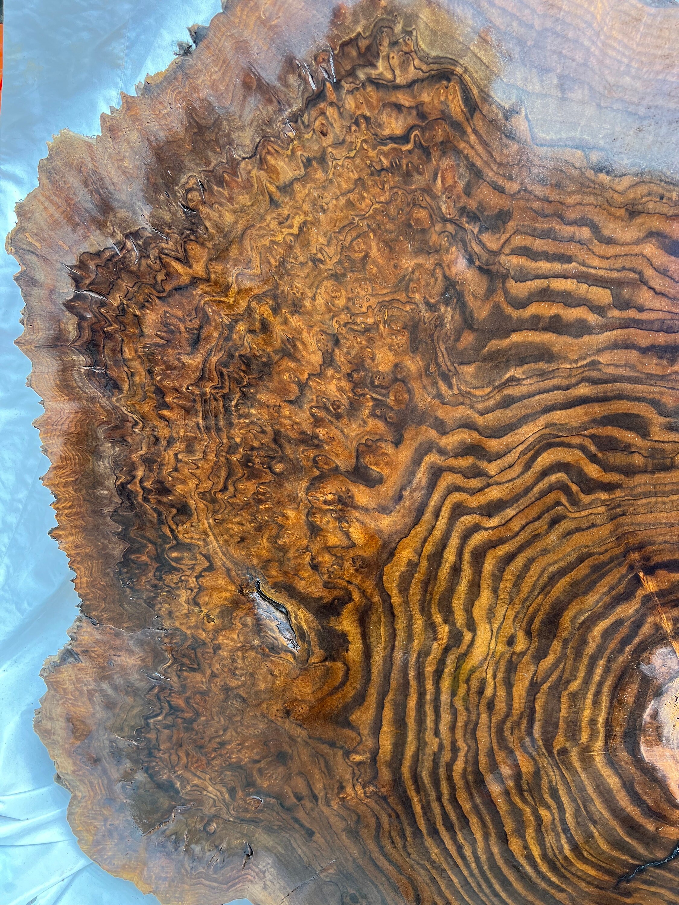 Claro Walnut Burl Cookie Slab 52 Inches - Etsy