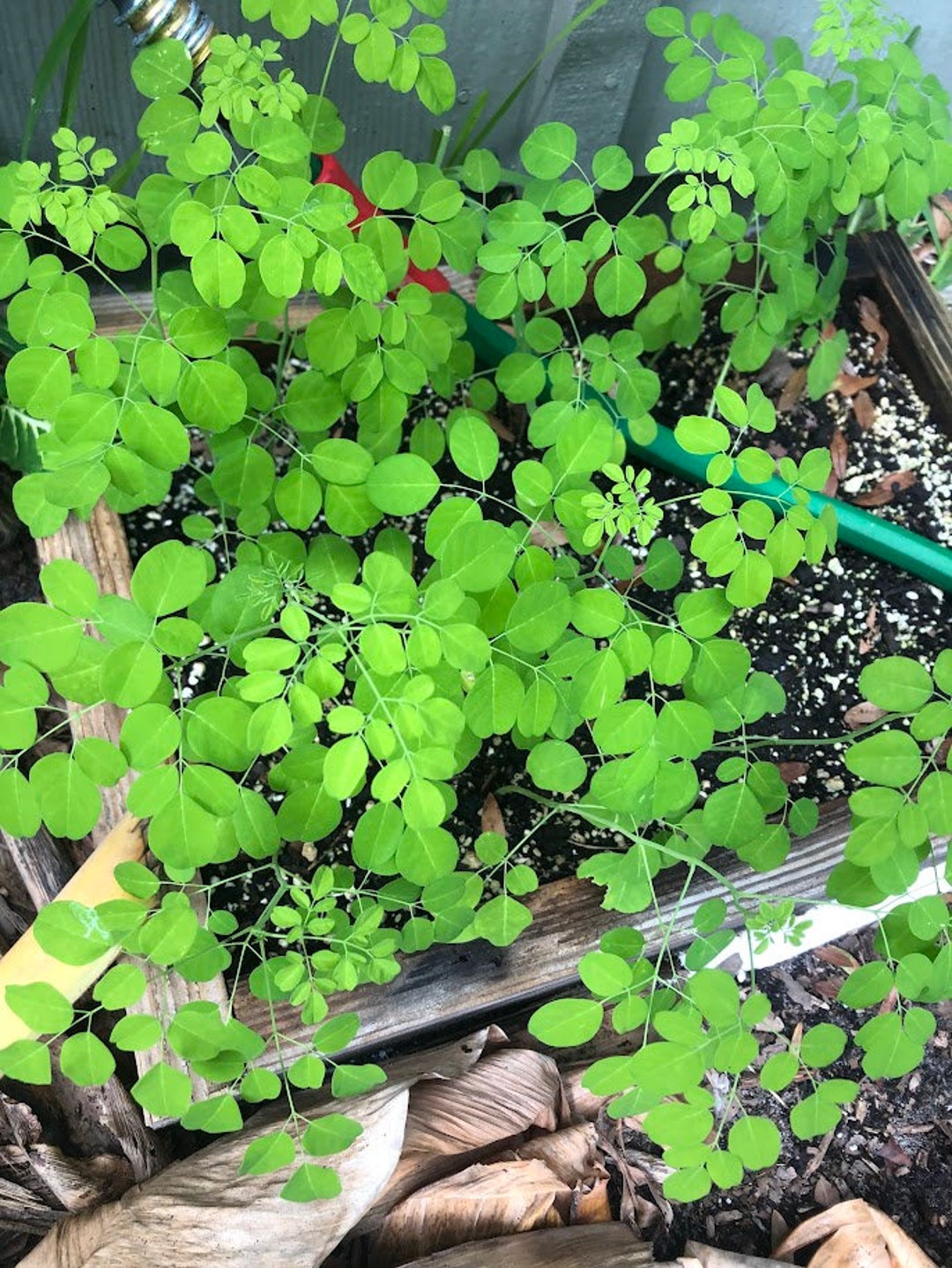 Moringa Oleifera Live Plant 2 Seedlings - Etsy Australia