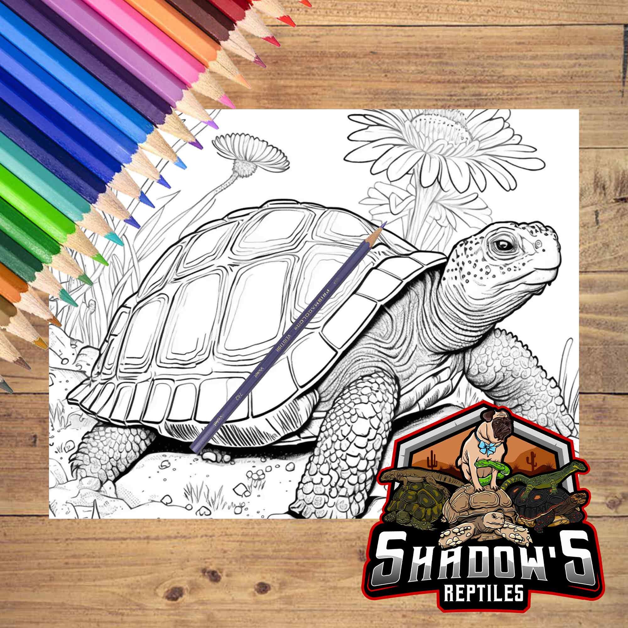 5 Animal Coloring Pages - Etsy
