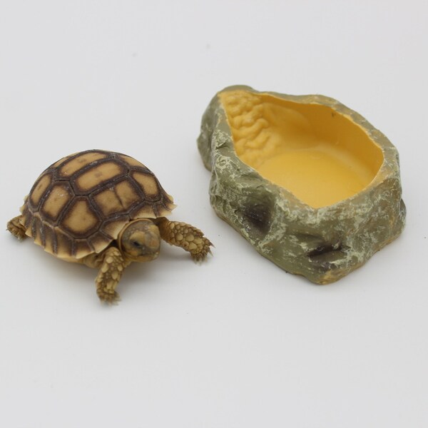 Snake Water Bowl - Etsy