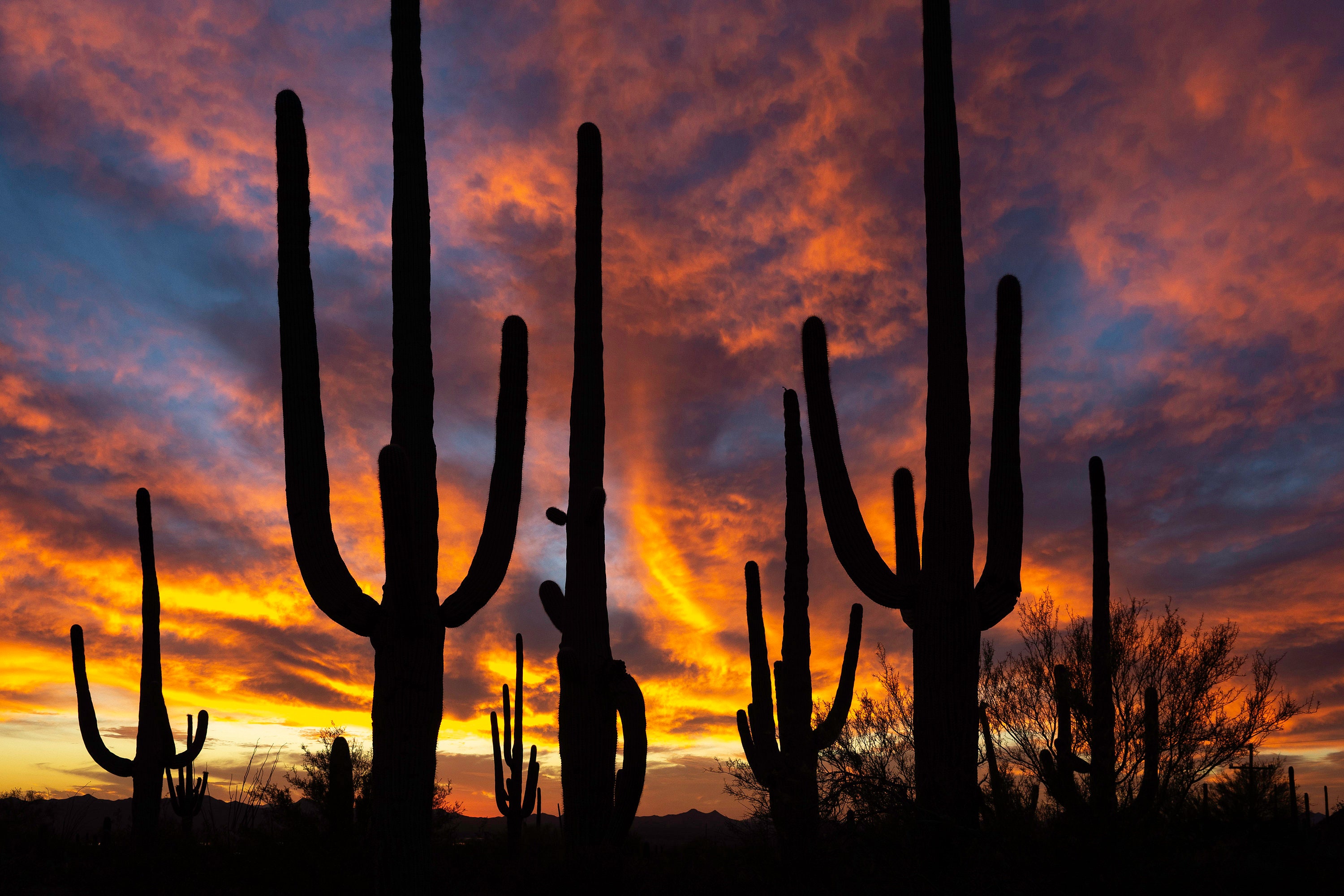 Saguaro's Sunset Saguaro National Park West, Arizona Desert Wall Art, Saguaro Sunset Print ...