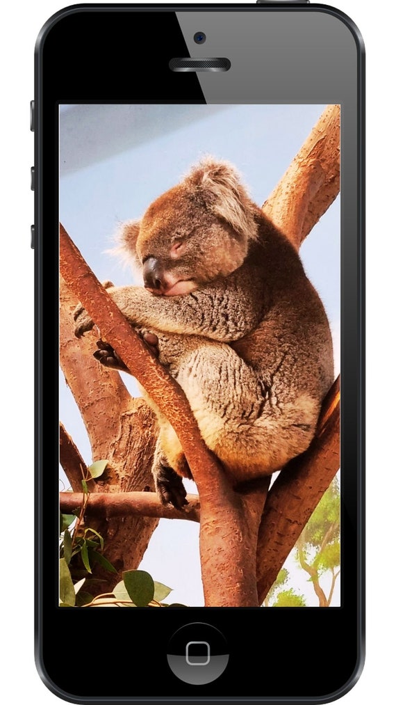 Koala Mobile Wallpaper - Etsy