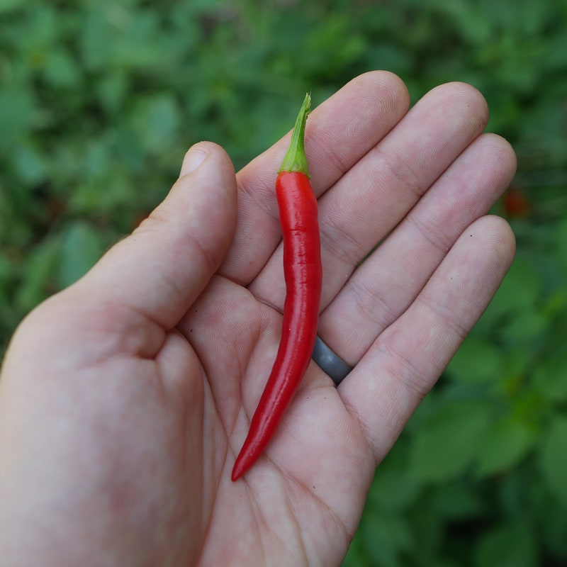 Hot Pepper Seeds - Etsy