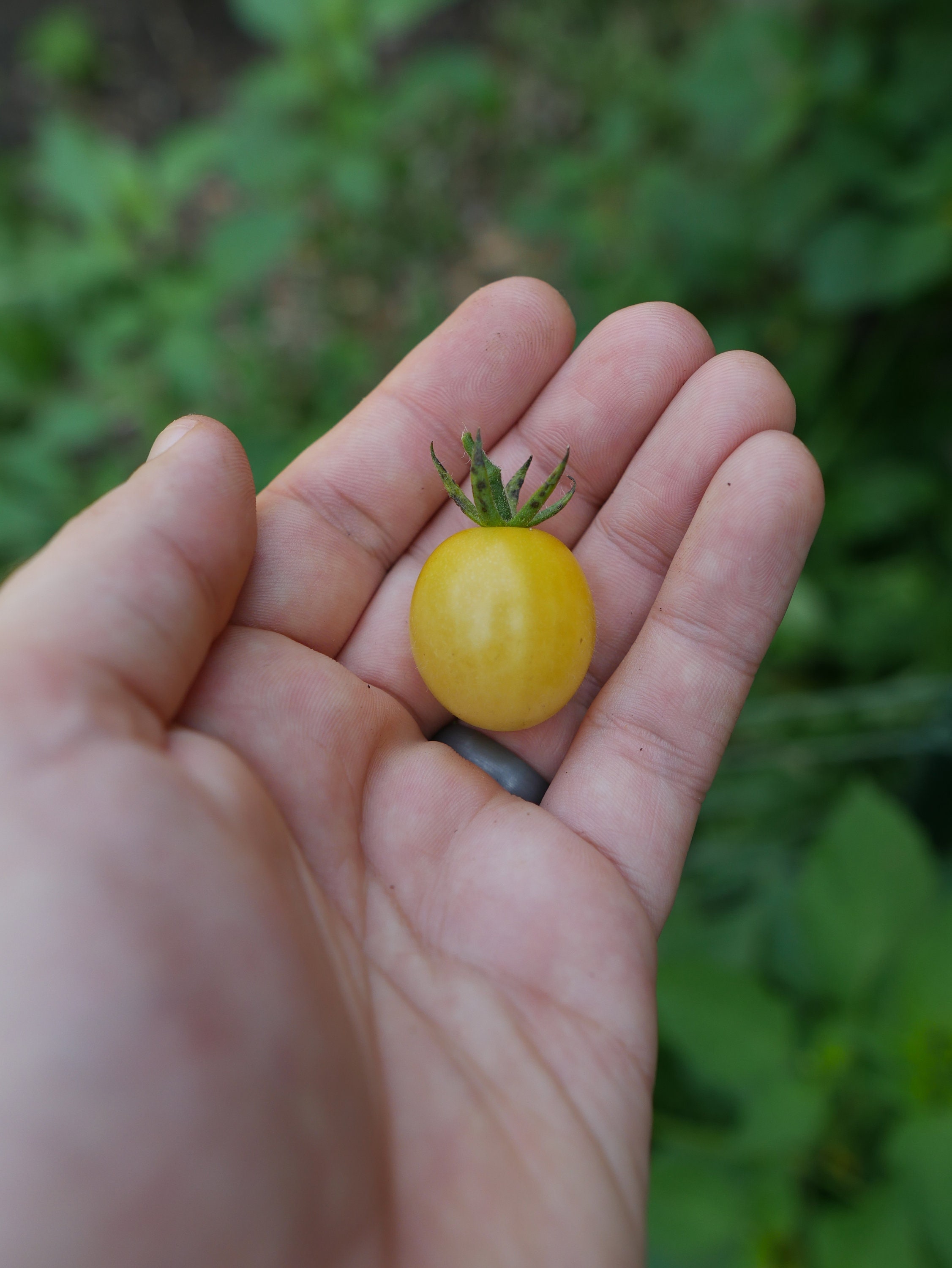 Champagne Bubbles Tomato Seeds 25 Organic Heirloom Seeds - Etsy