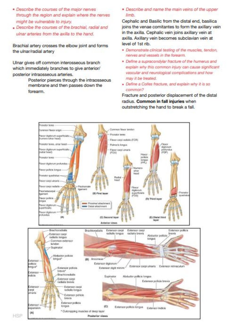 PDF: Anatomy of the Limbs Notes Bundle Anatomy Upper Limb - Etsy