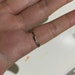 Theatre Adjustable Ring. Stage Left Stage Right. Theatre Gift of ...