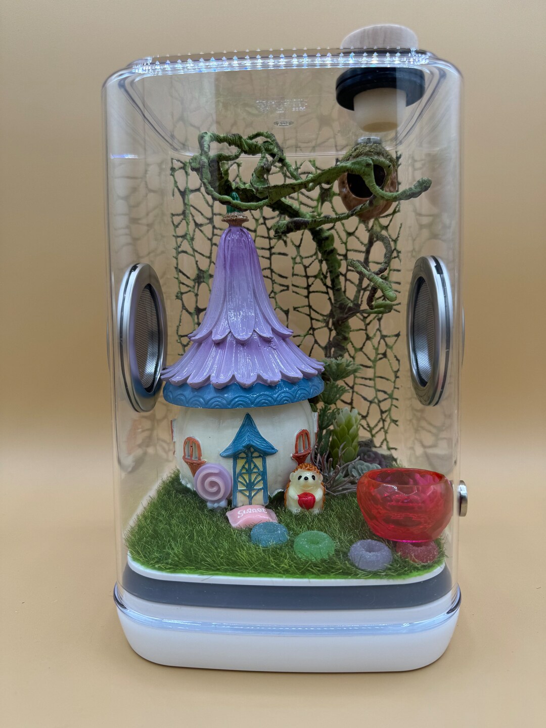 Decorated candy Land Jumping Spider Enclosure 6x6x9 - Etsy
