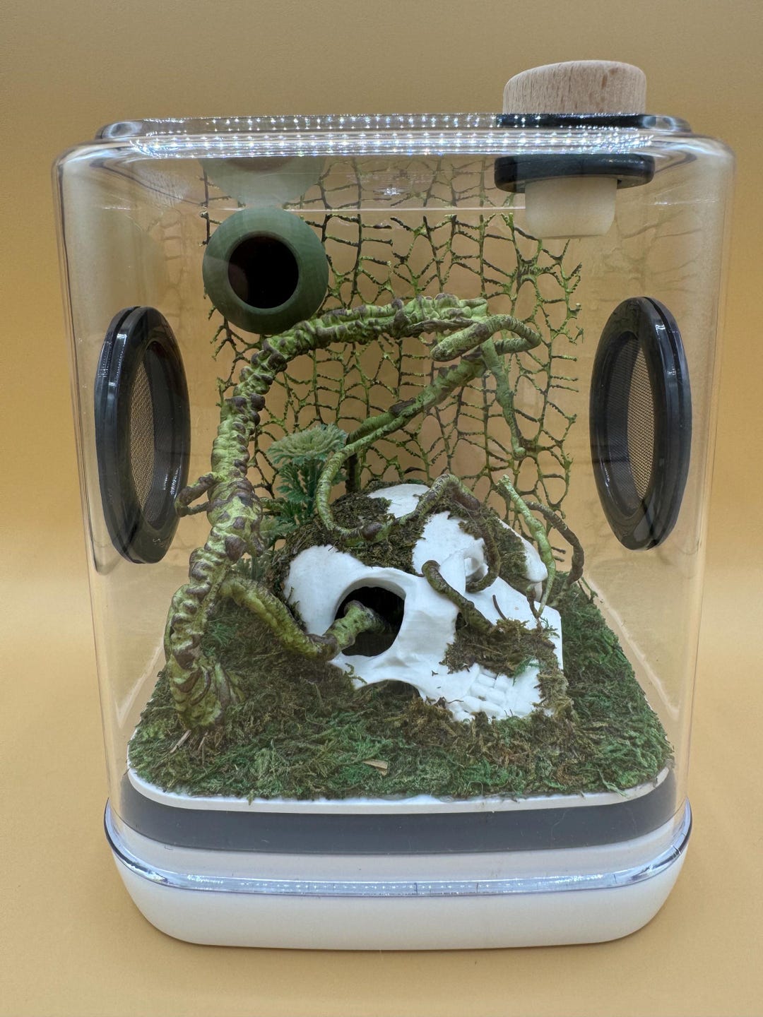 Decorated “decay” Themed Jumping Spider Enclosure 6x6x7” - Etsy