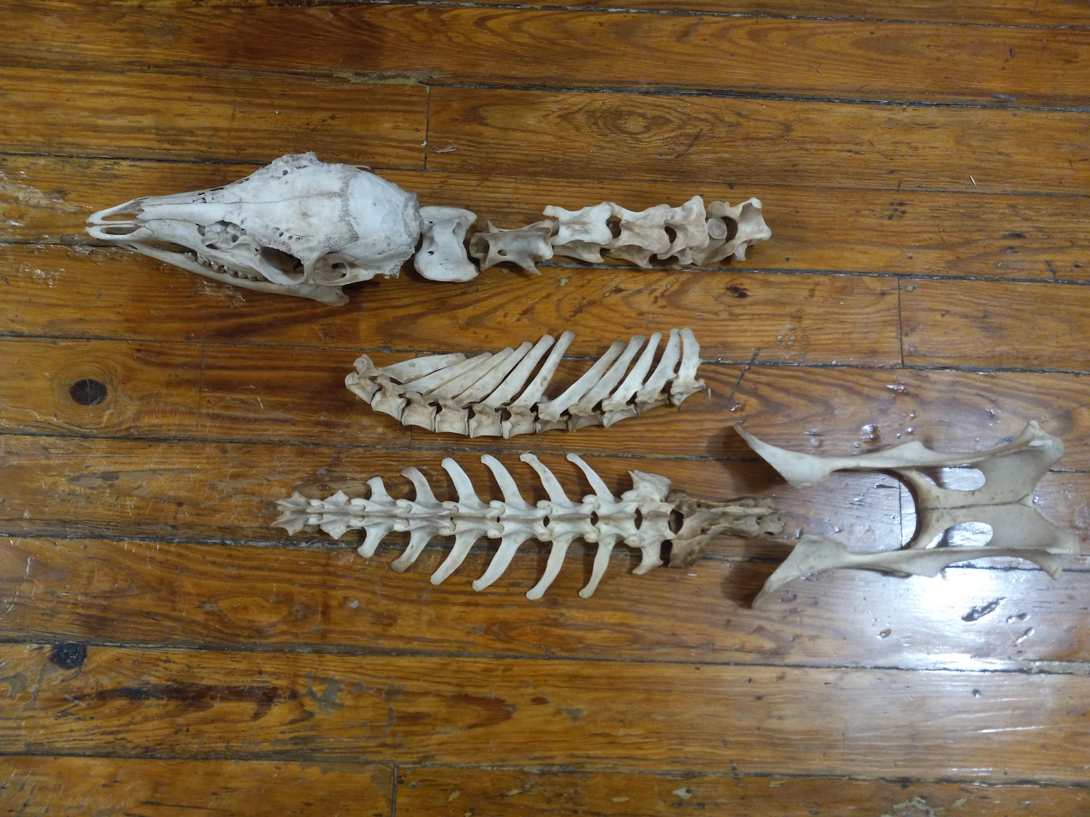 Deer Skull, Vertebrae, Pelvis, and Other Bones - Etsy
