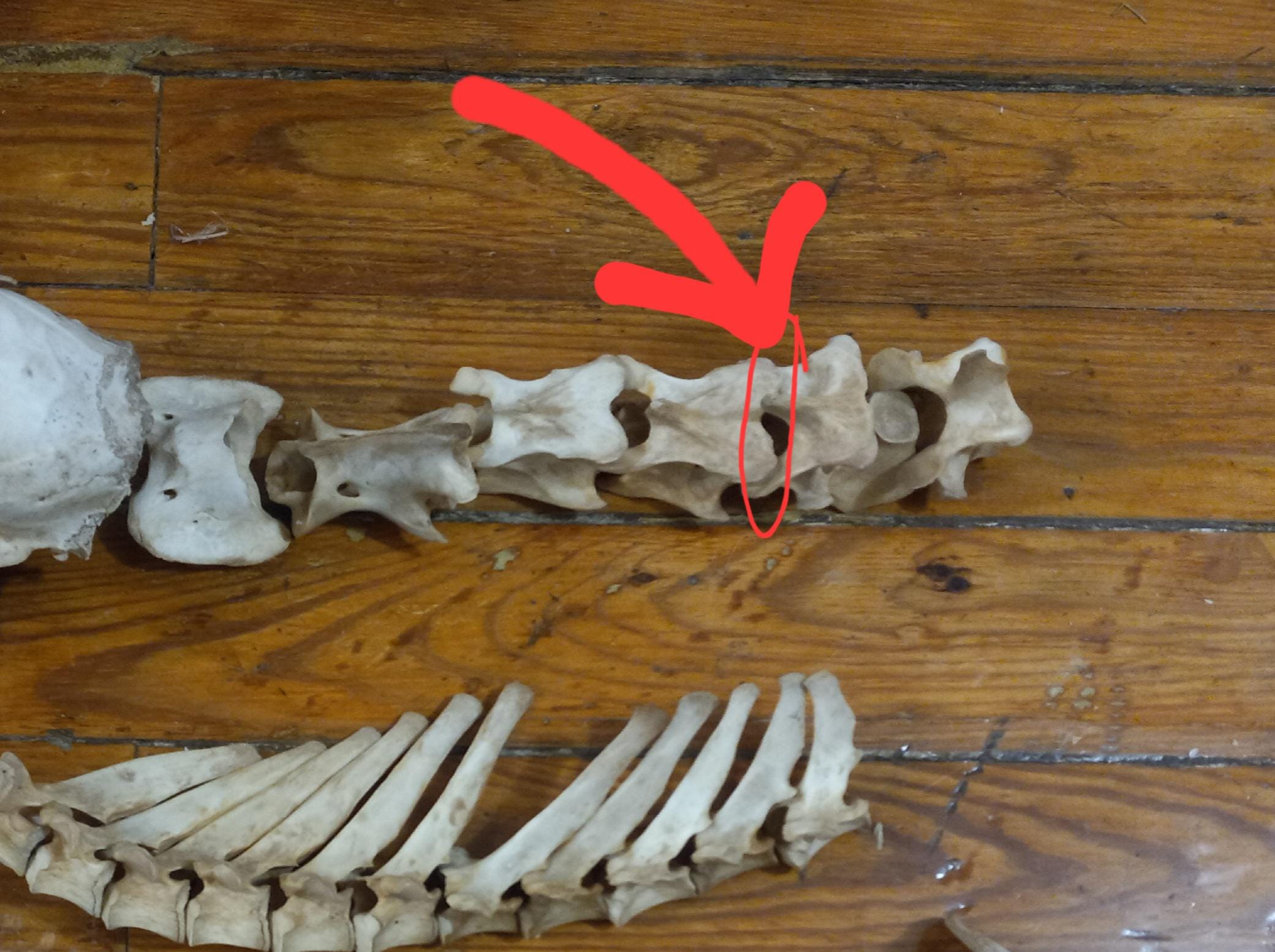 Deer Skull, Vertebrae, Pelvis, and Other Bones - Etsy