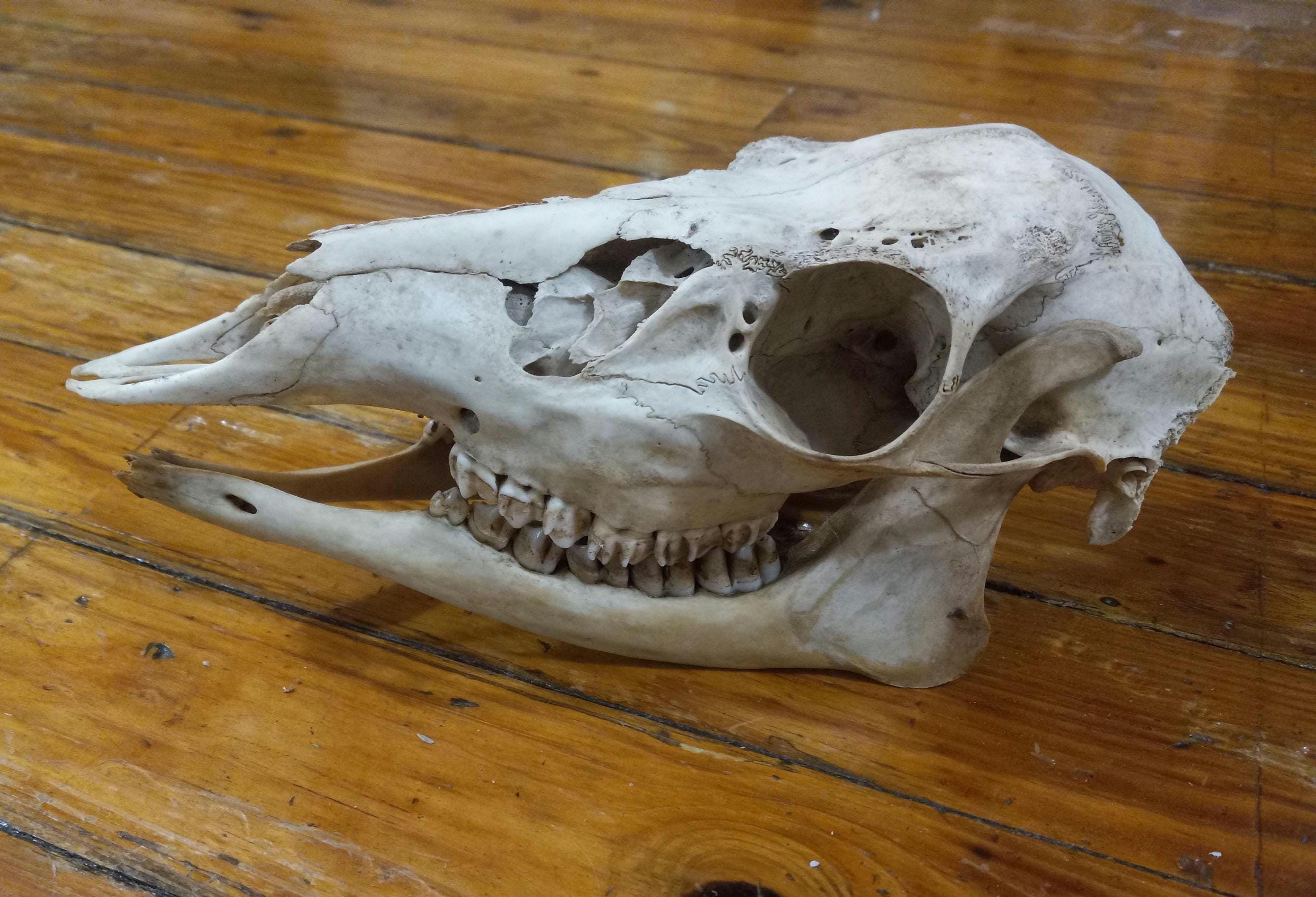 Deer Skull, Vertebrae, Pelvis, and Other Bones - Etsy