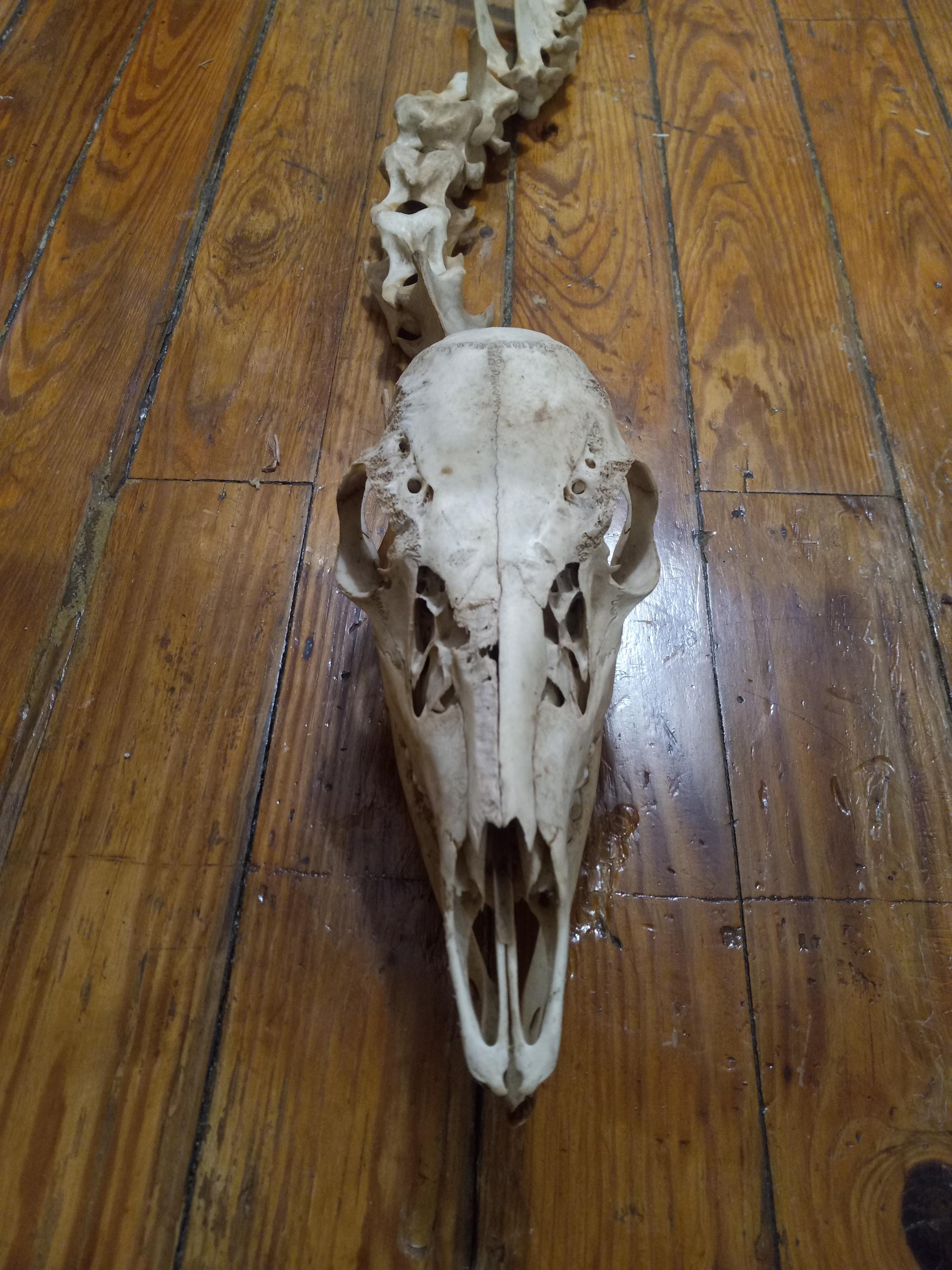 Deer Skull, Vertebrae, Pelvis, and Other Bones - Etsy