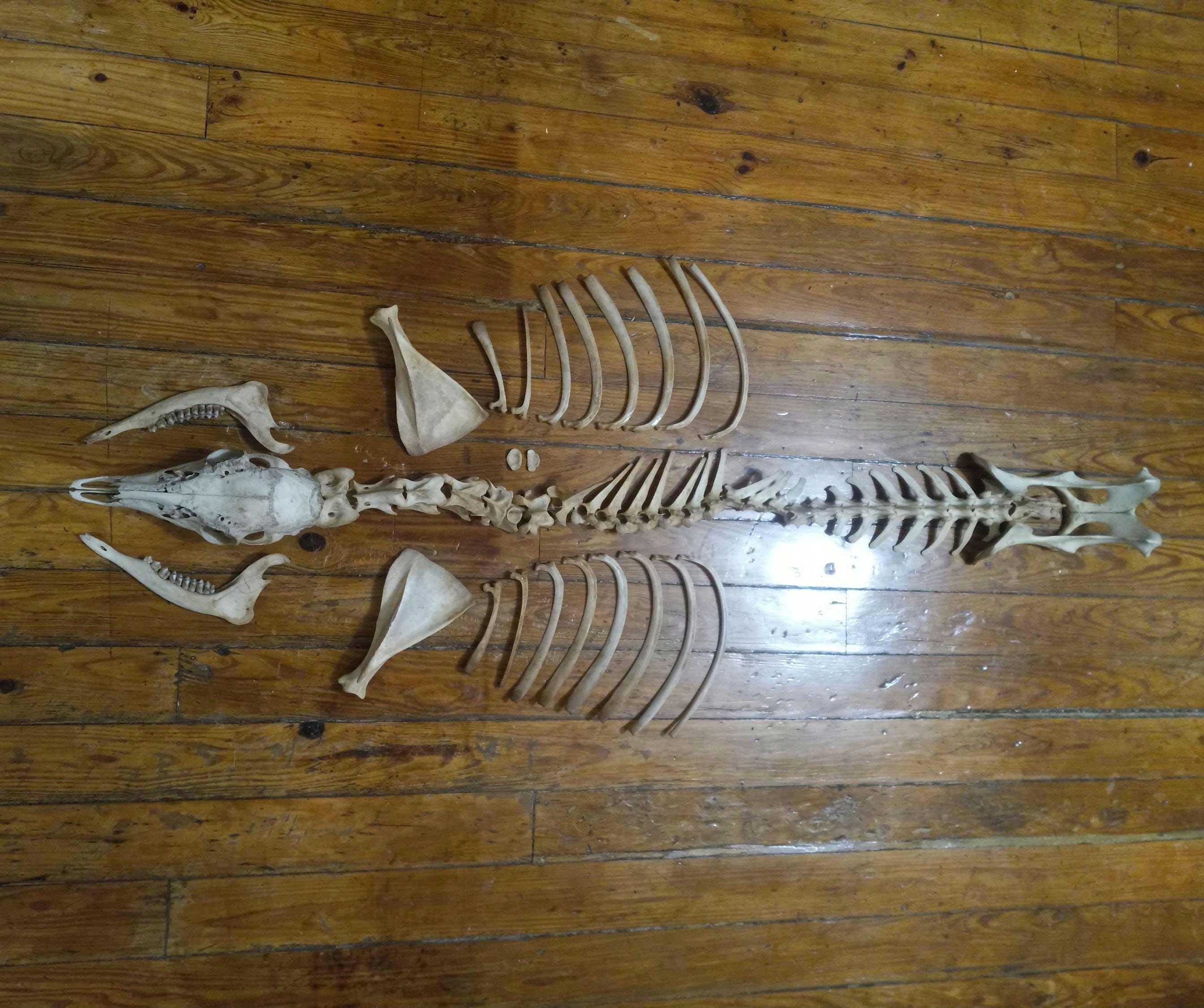 Deer Skull, Vertebrae, Pelvis, and Other Bones - Etsy