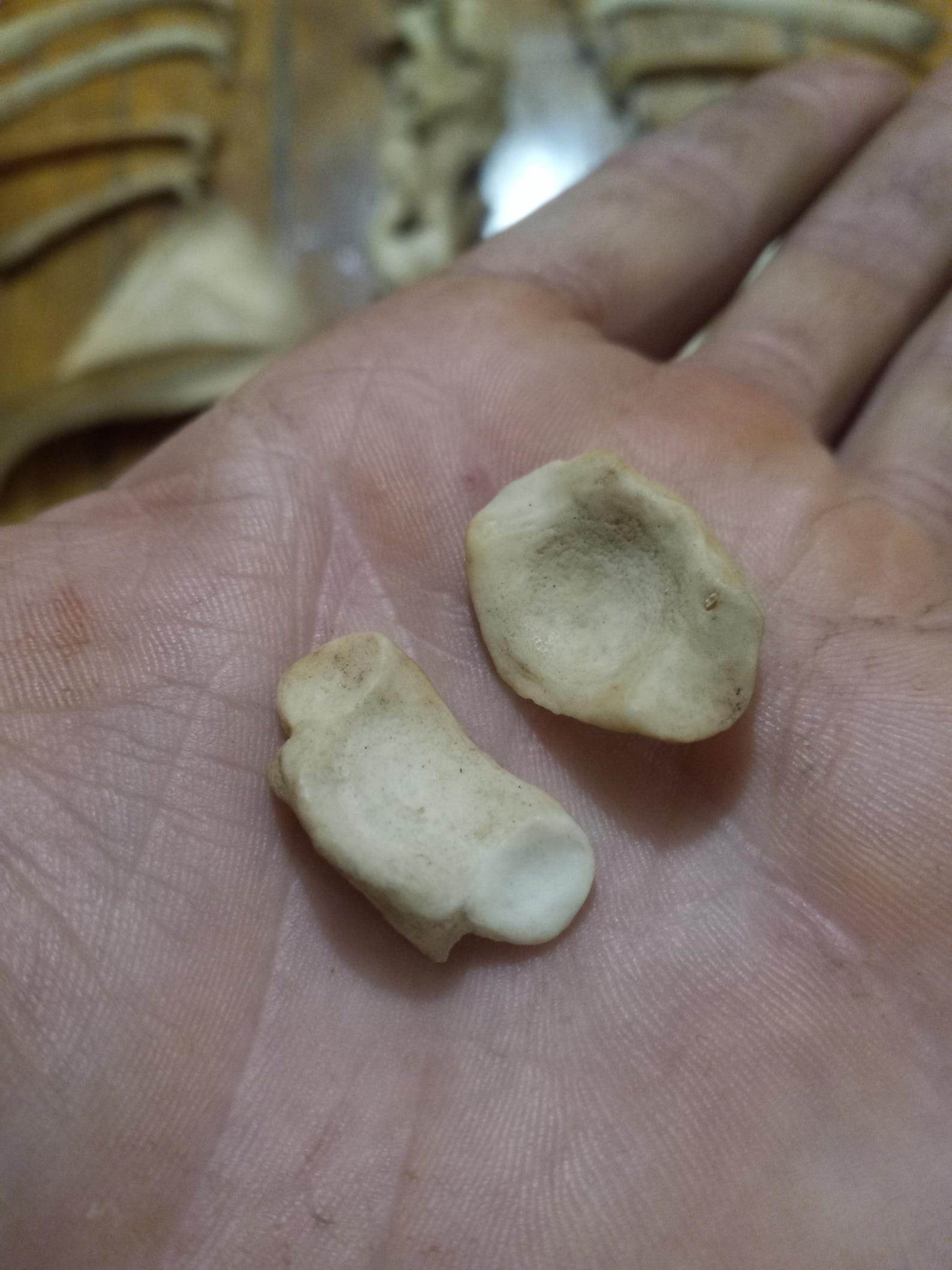 Deer Skull, Vertebrae, Pelvis, and Other Bones - Etsy