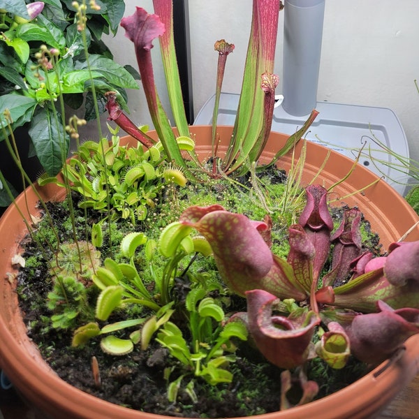 Bug Eating Plant - Etsy