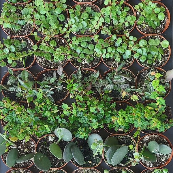 String of Frogs - Etsy