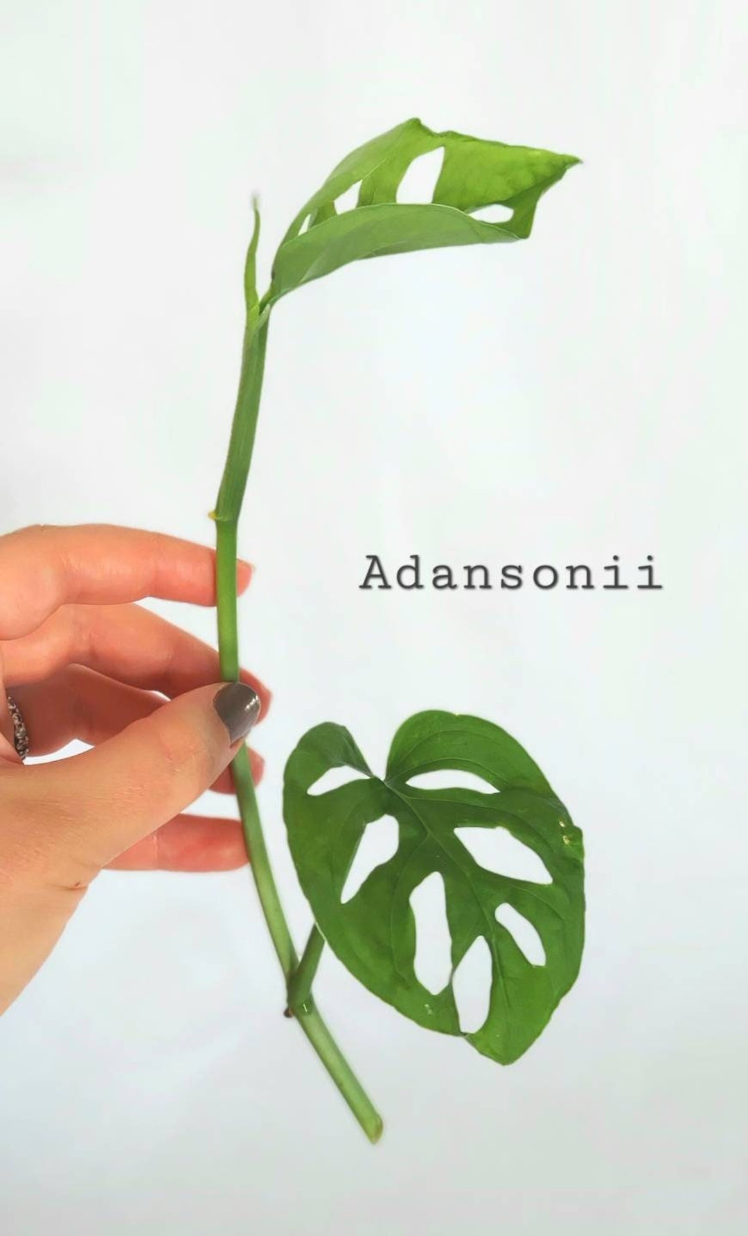 Monstera Adansonii Cuttings or 4 Pot, Swiss Cheese Philodendron ...