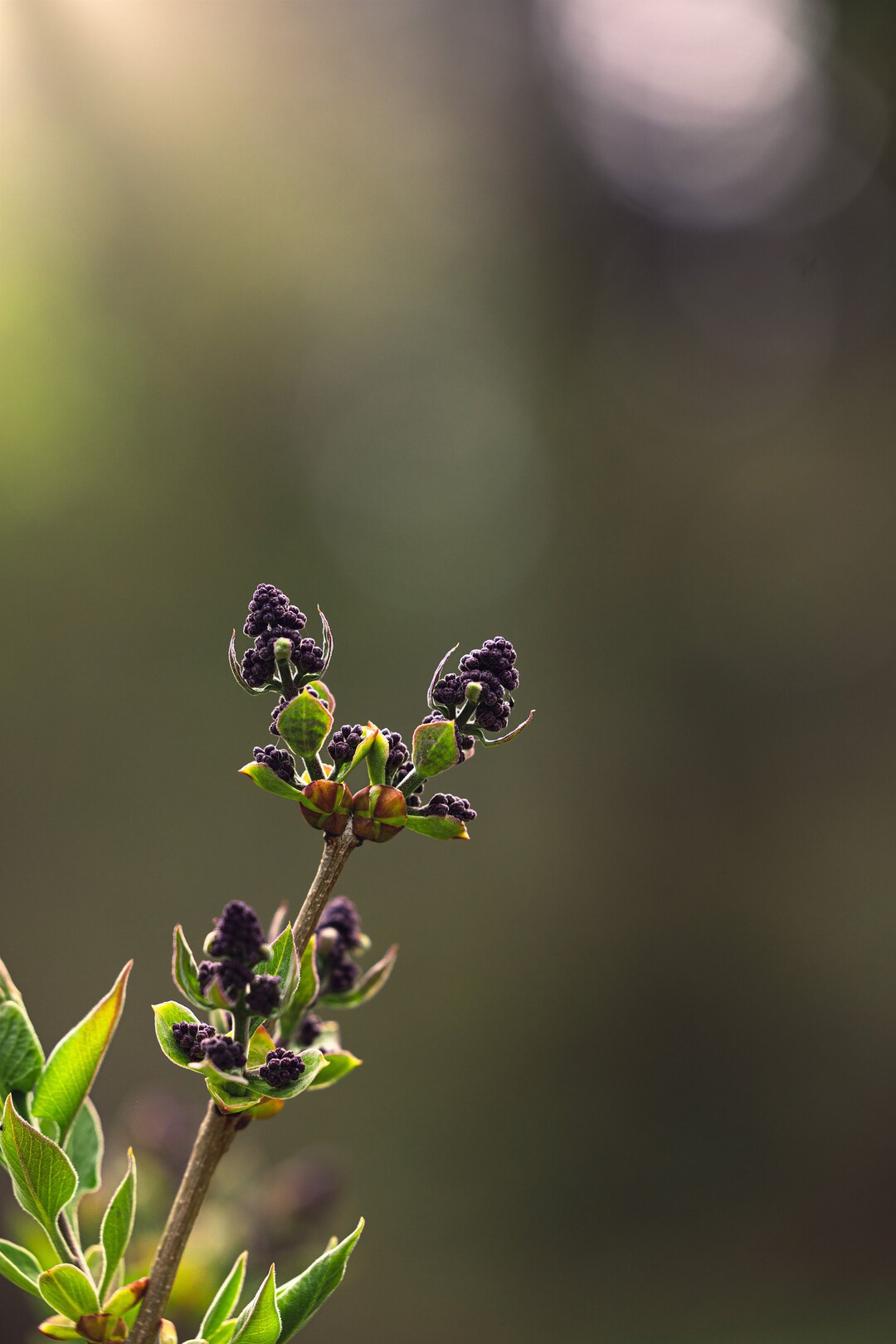 Lilac Buds Macro Photography Golden Hour - Etsy