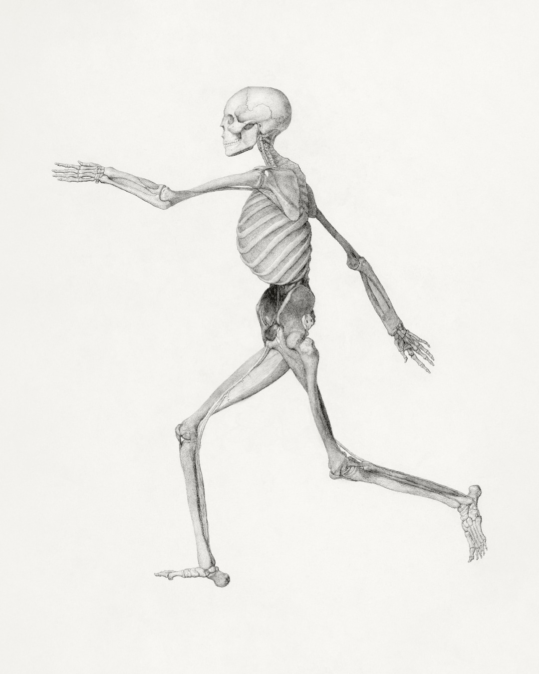 Human Skeleton, 17951806 Drawing in High Resolution by George Stubbs - Etsy