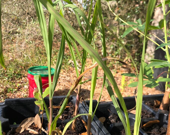 ORGANIC! Sugar Cane Plants & Cuttings! - Etsy