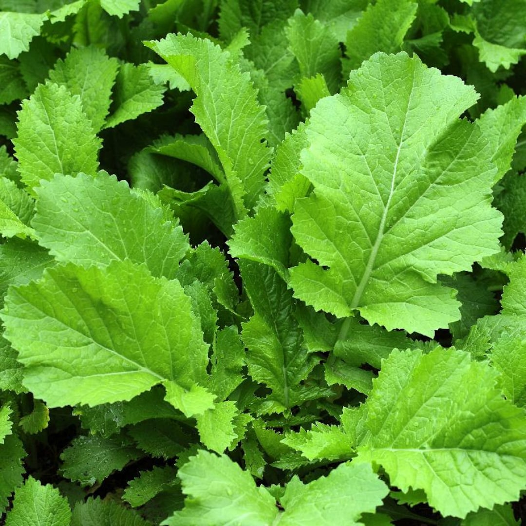 Heirloom - Florida Broadleaf Mustard Greens Seeds - Etsy