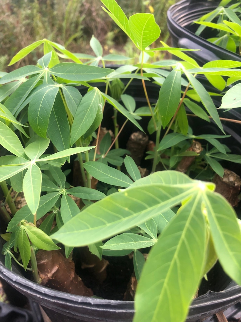 Organic Cassava Plants! - Easy to Grow! - Etsy