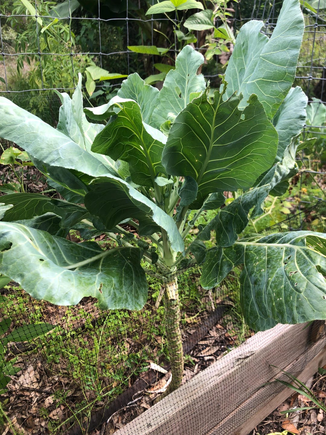 Collards Seeds! (georgia Southern Variety) - Etsy