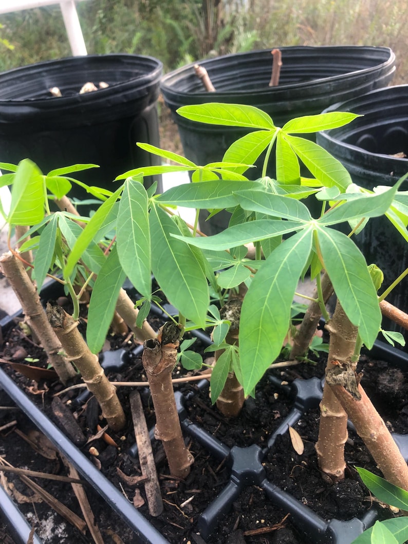 Organic Cassava Plants! - Easy to Grow! - Etsy