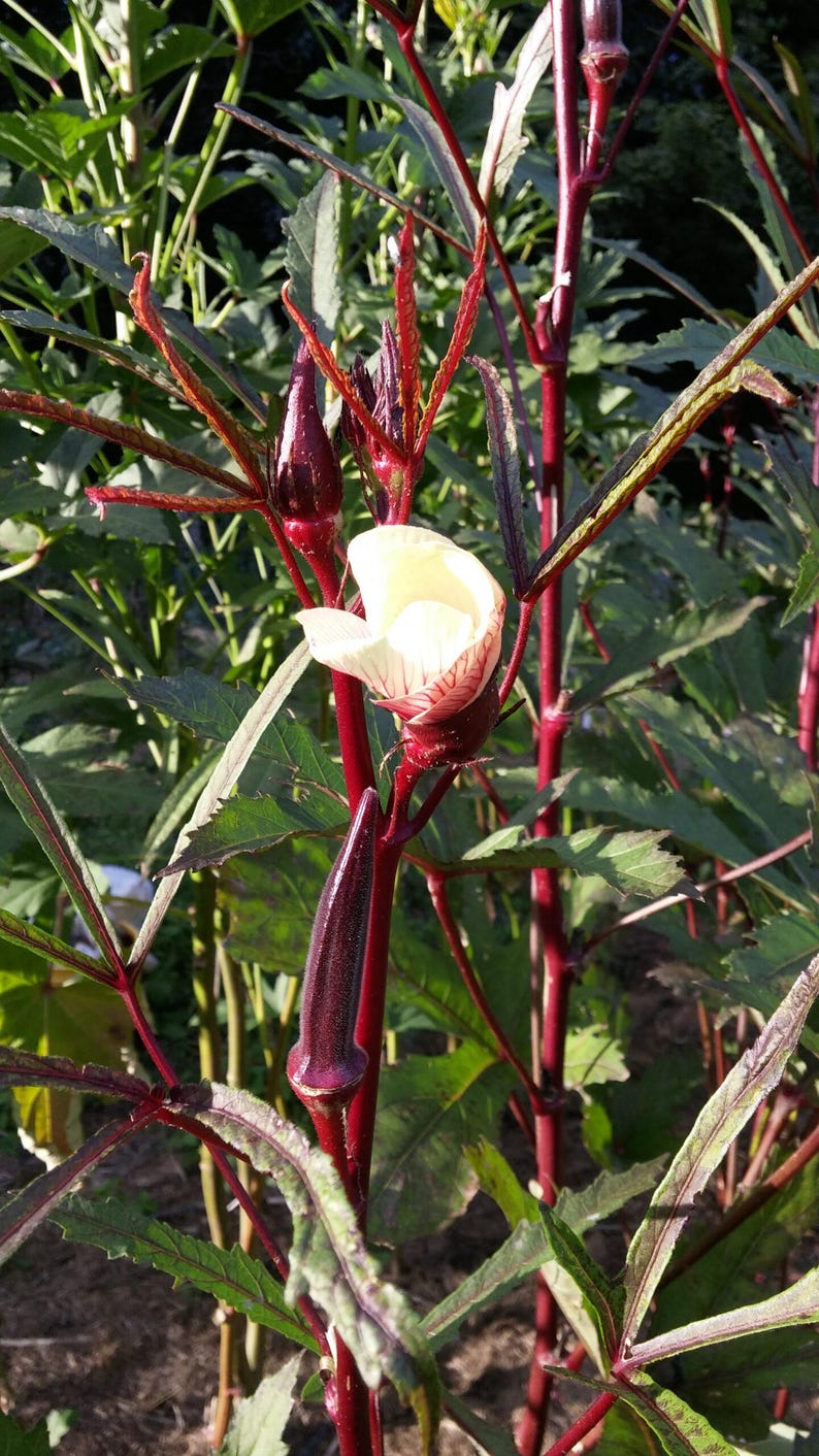 Heirloom Red Okra Seeds!! - Homegrown - Red Burgundy Variety - Etsy