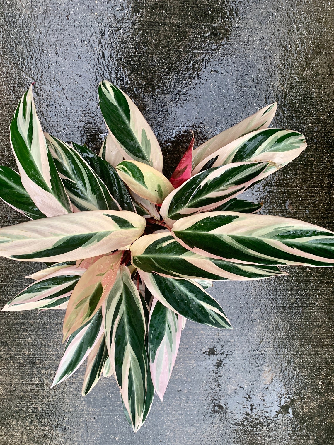 Tricolor Variegated Ginger - 7 Inch Pot- Large - Etsy