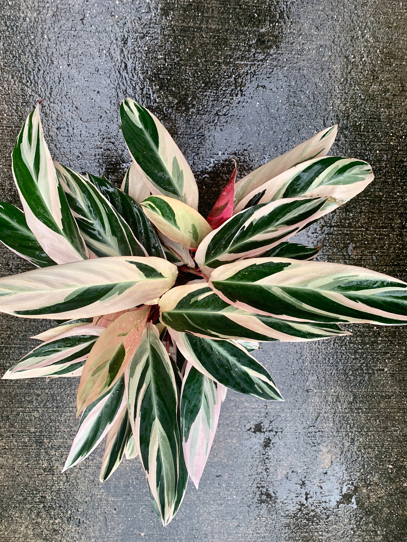 Tricolor Variegated Ginger 7 Inch Pot Large - Etsy