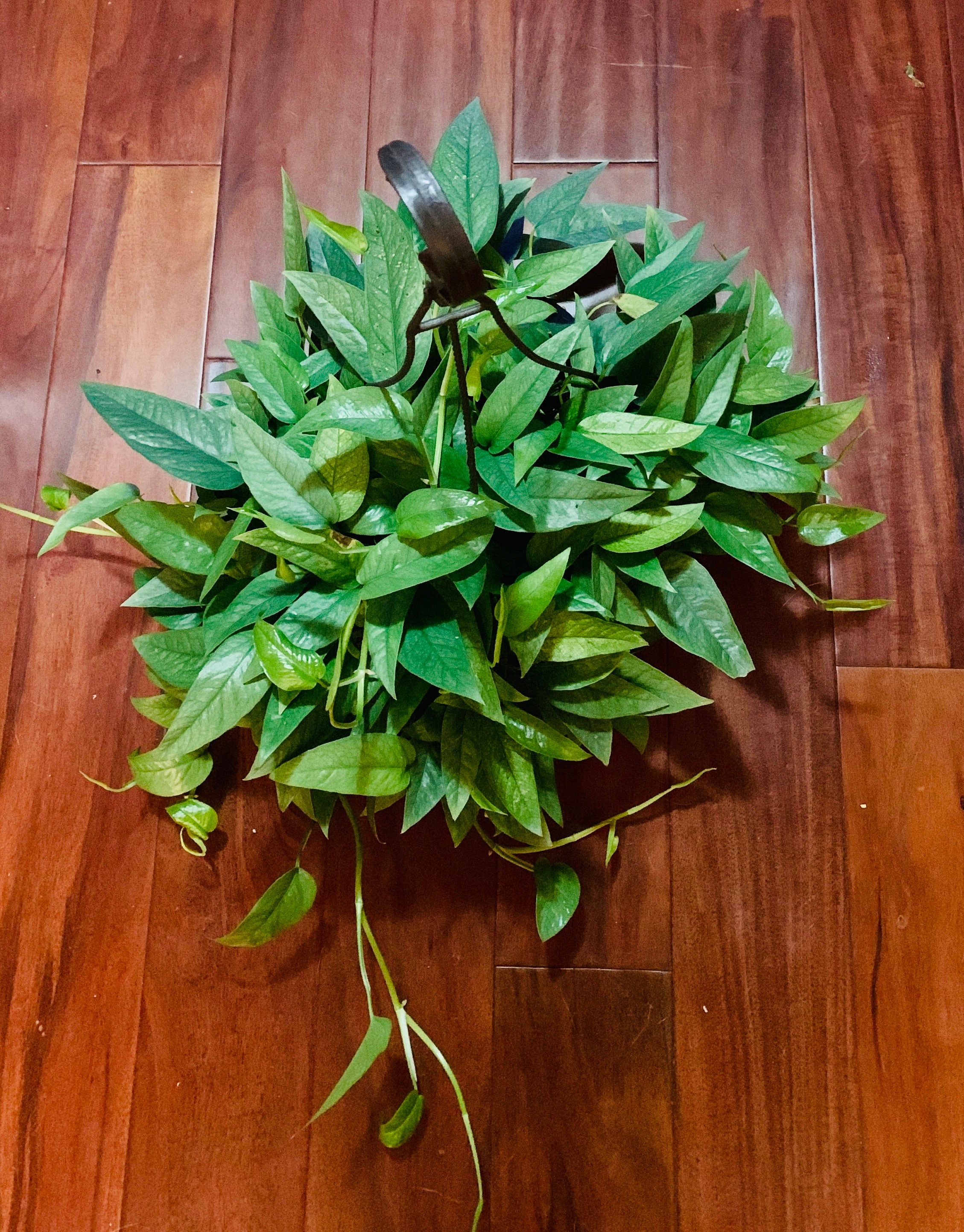 Cebu Blue Pothos - 6 Inch Hanging Basket- Large - Roughly 18 Months Old ...