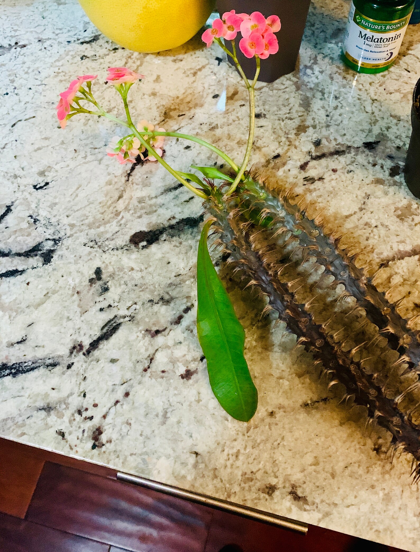 Crown of Thorns Red Euphorbia Milii 3 Inch Cuttings Calloused - Etsy