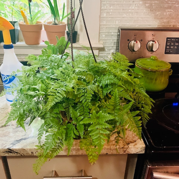 Rabbit Foot Fern - Etsy