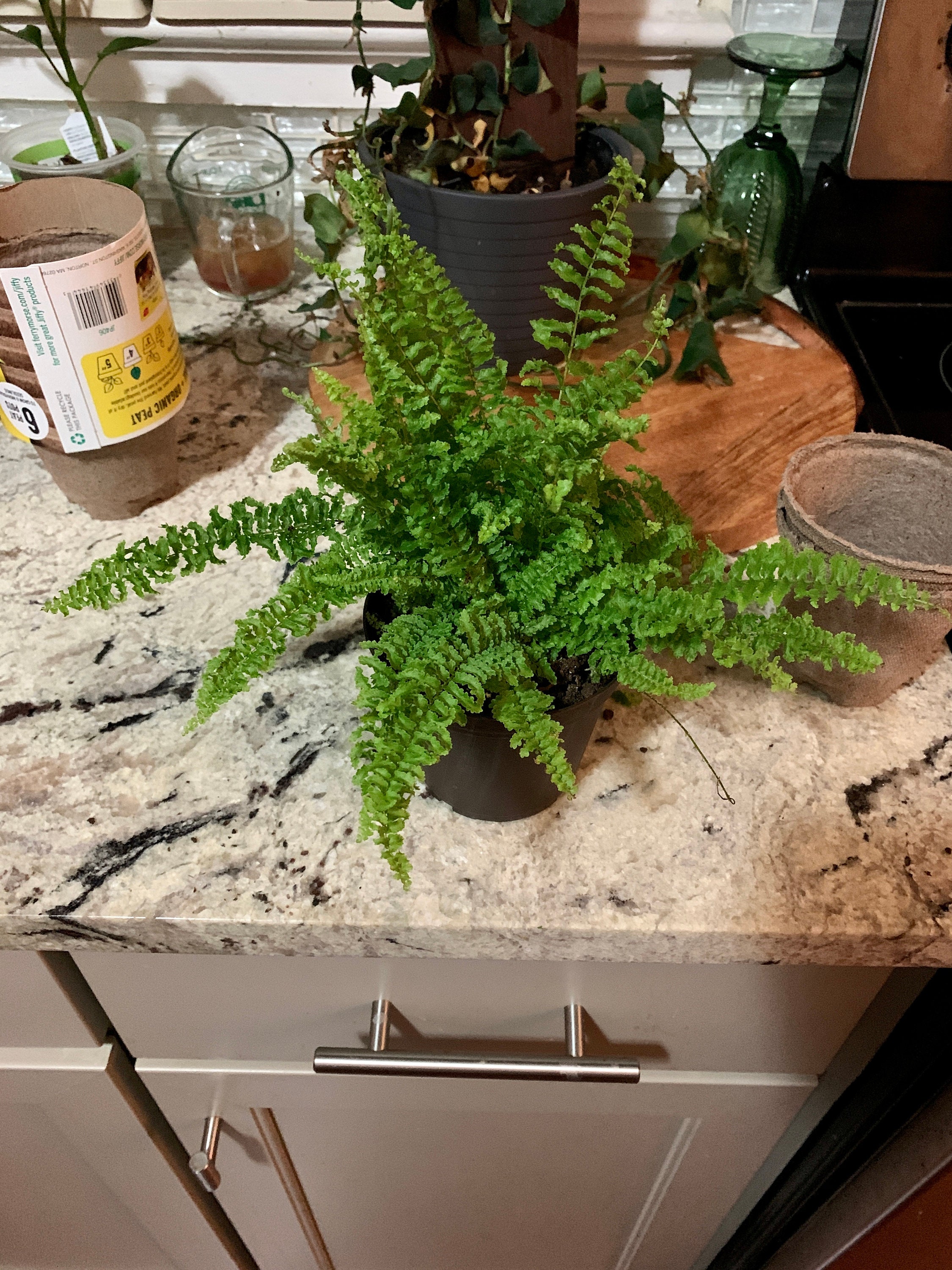 Ruffle Fern Nephrolepis Exaltata - Etsy