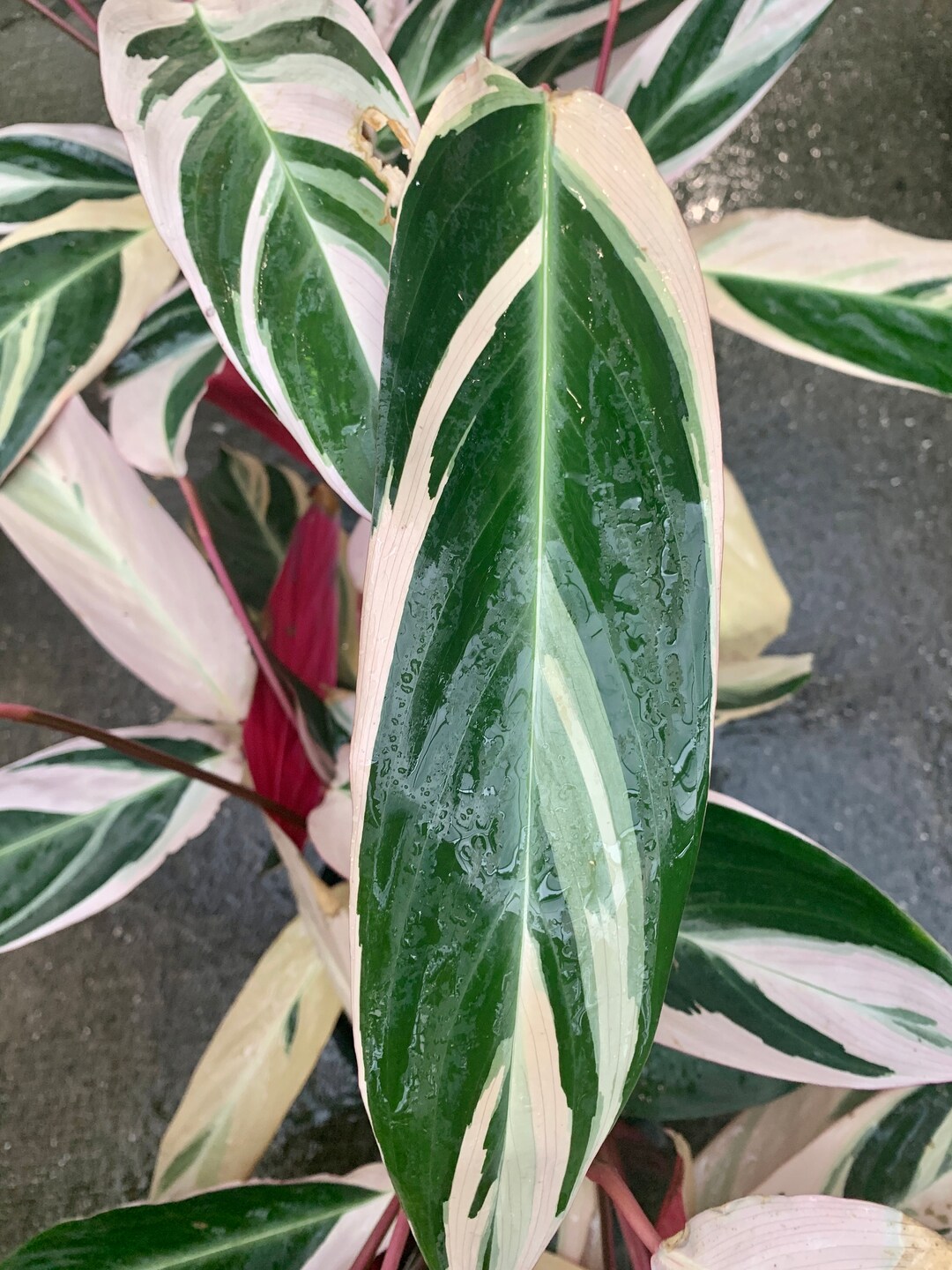 Tricolor Variegated Ginger 7 Inch Pot Large - Etsy