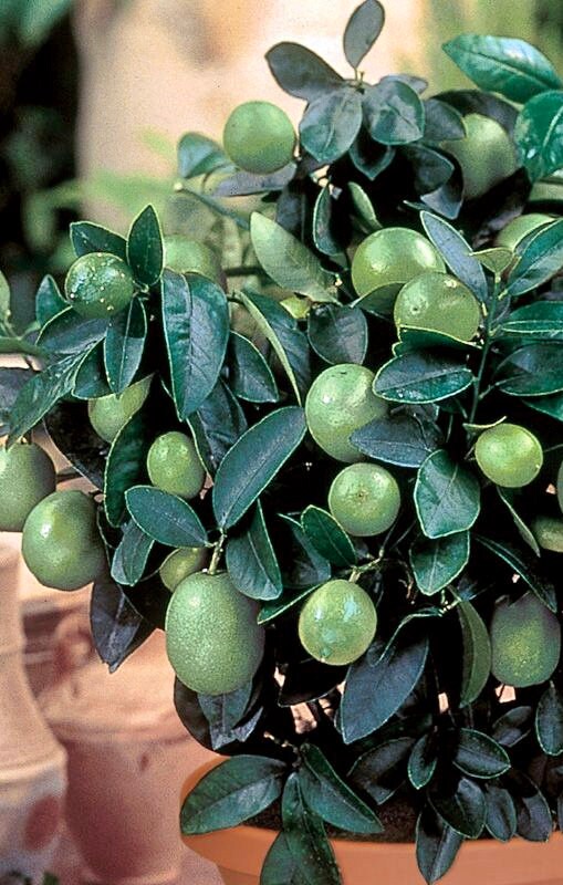 Dwarf Key Lime Tree