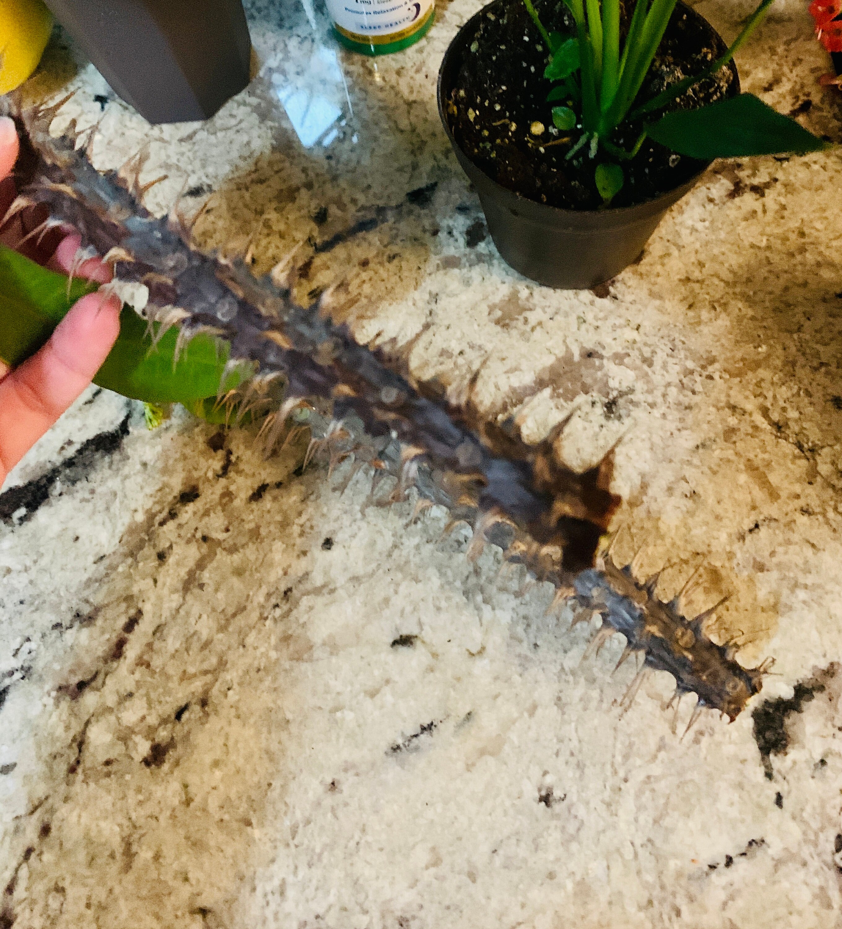 Crown of Thorns Red Euphorbia Milii 3 Inch Cuttings Calloused - Etsy