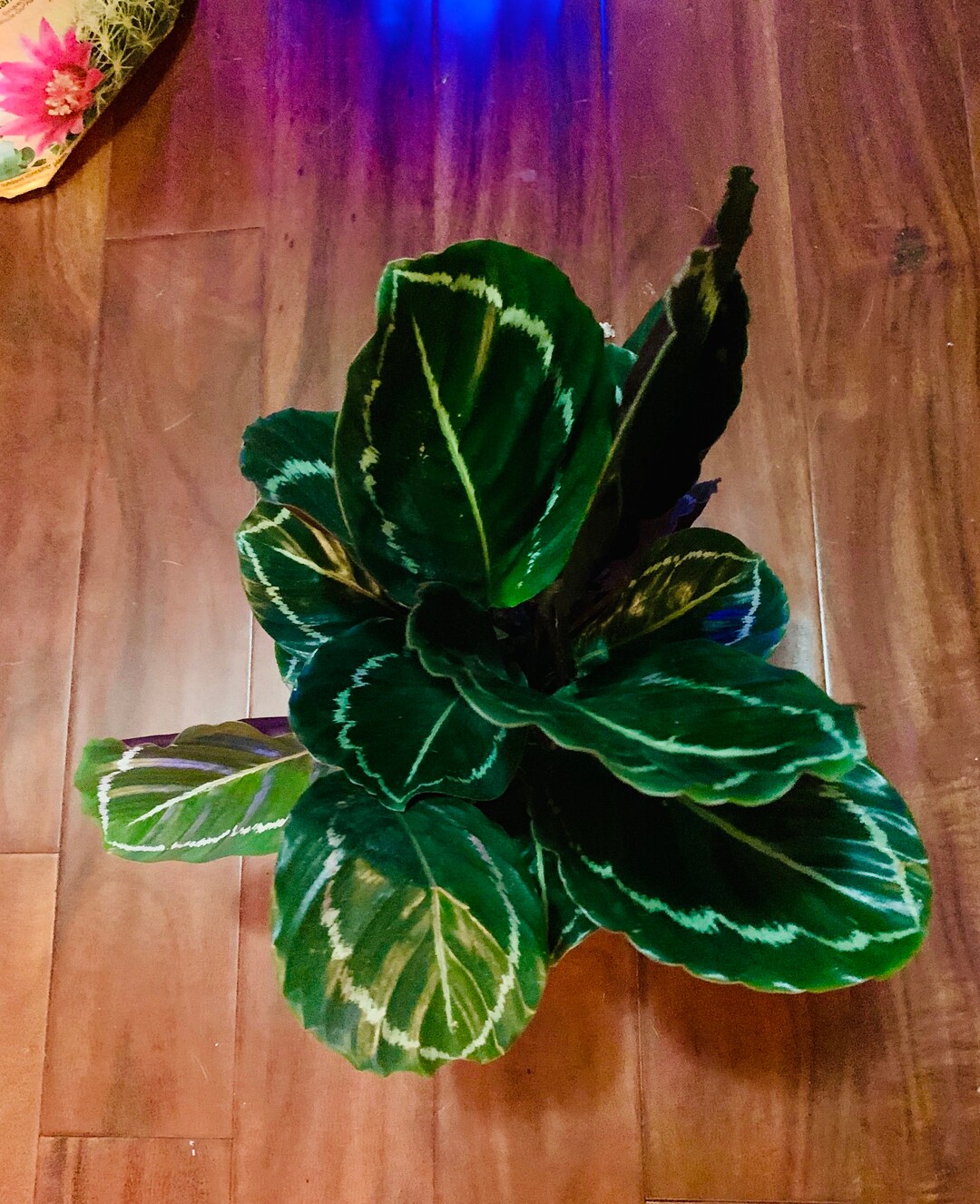 Calathea Organic- 5 Inch Pot-calathea Roseopicta- Prayer Plants. - Etsy