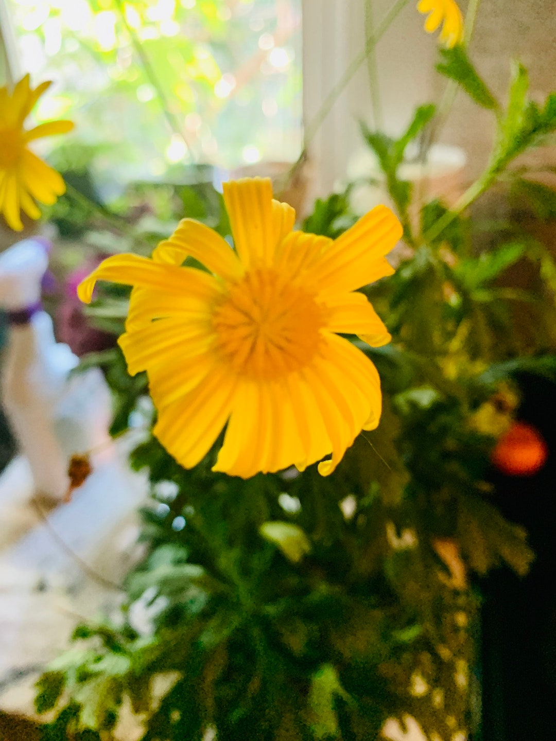 Bush Daisy - Euryops - 6-12 Inches in Height - 6 Inch Pot - Ships ...