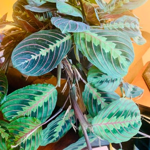 Hanging Red Prayer Plant Maranta Leuconeura - Etsy