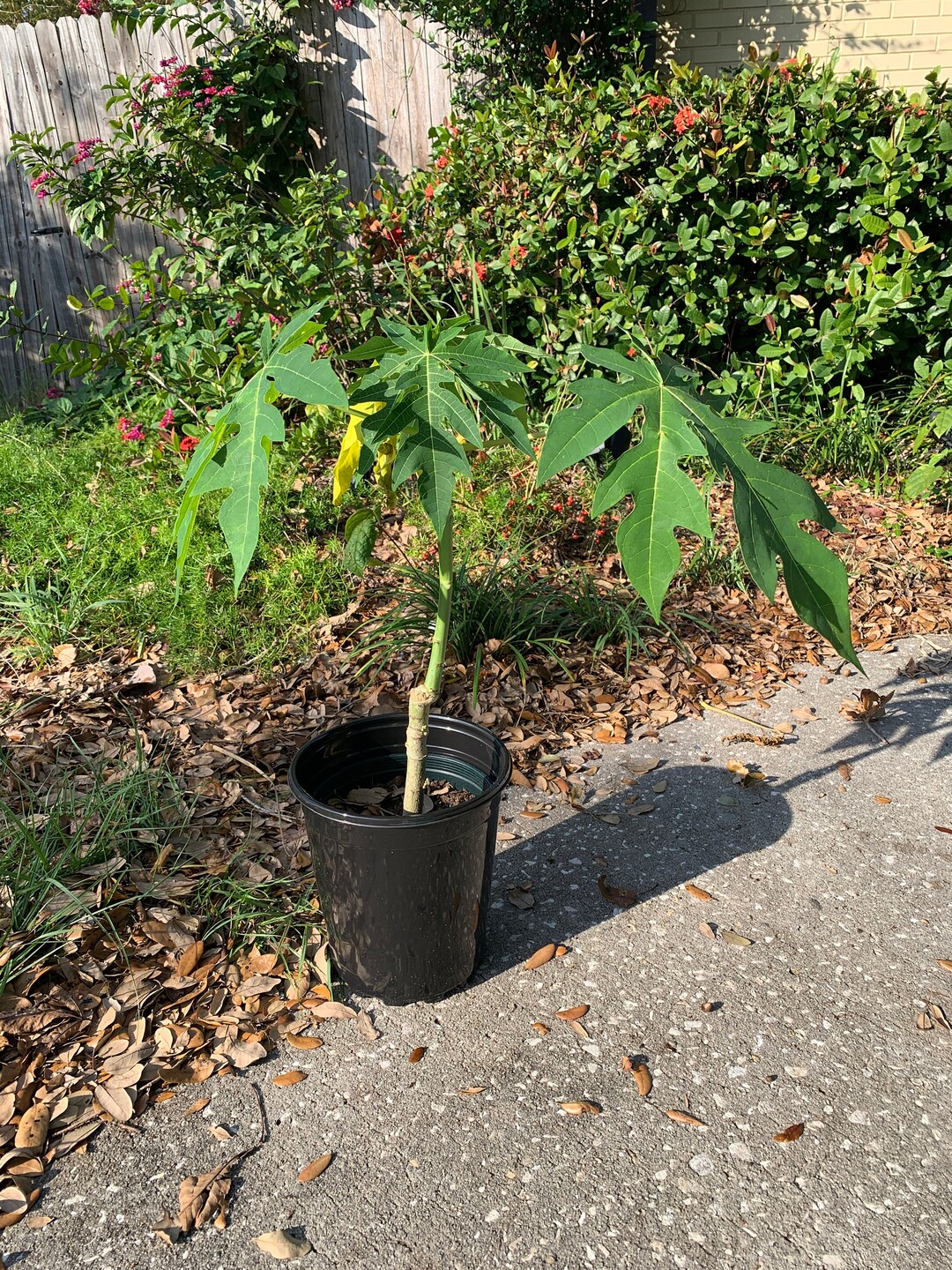 Organic Red Lady Papaya Tree- 24-42 Inches in Height- Potless - Etsy