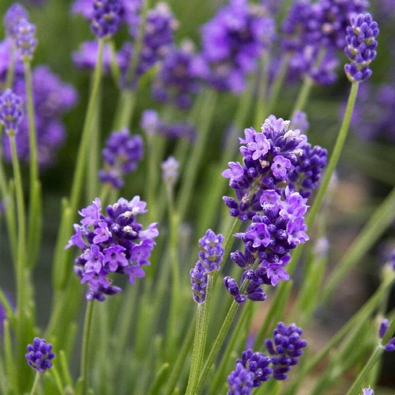 English Lavender Live Plant - Etsy