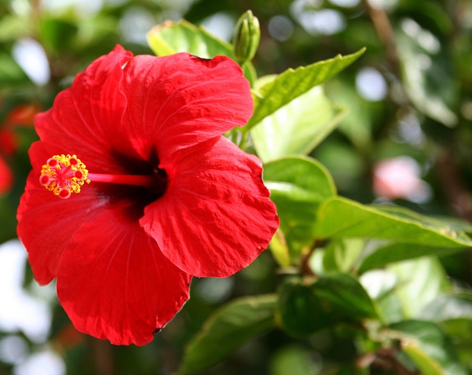Organic Red Tropical Hibiscus - 5 Inch Pot- Roughy 12-18 Inches in ...